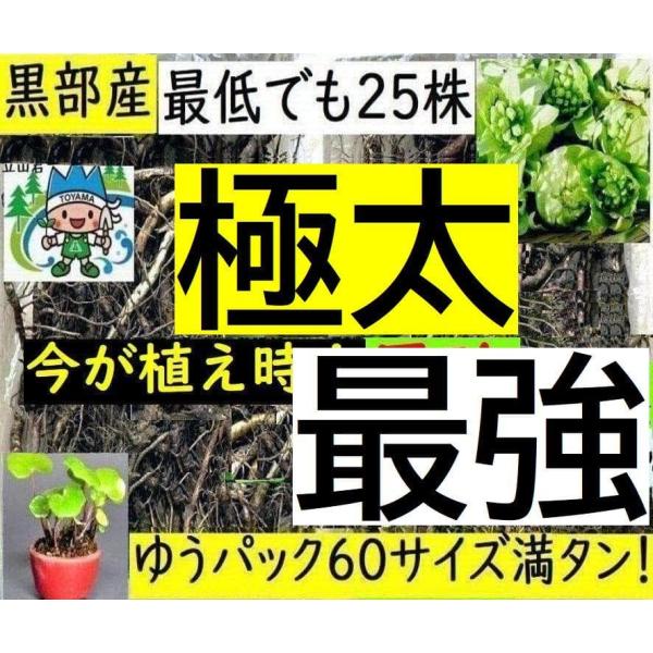 【発売日：2026年02月16日】