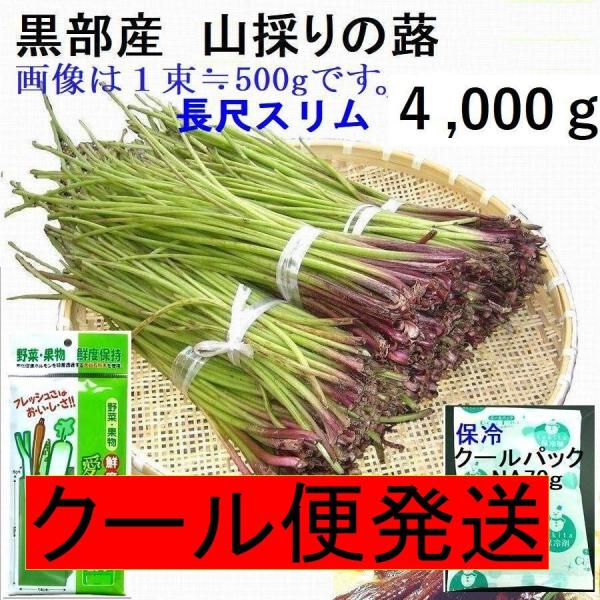 ※こちらは遠方のお客様用にクール便での発送とさせていただきます産地：黒部市南東部山間地サイズ：茎長30cm〜45cm 太さ5mm〜10mmの混合(ゆうパック100サイズ)　ご覧頂き有難う御座います。　名水の里黒部の美しい水と澄み切った美しい...