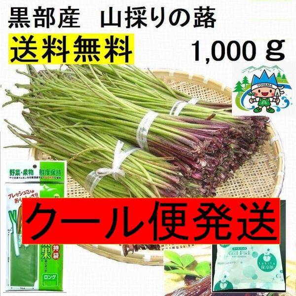 普通便では日にちがかかる地域のお客様はクール便での発送のこちらをご購入下さい。産地：黒部市南東部山間地サイズ：茎長30cm〜45cm 太さ5mm〜10mmの混合(ゆうパック80サイズ)　ご覧頂き有難う御座います。　名水の里黒部の美しい水と澄...