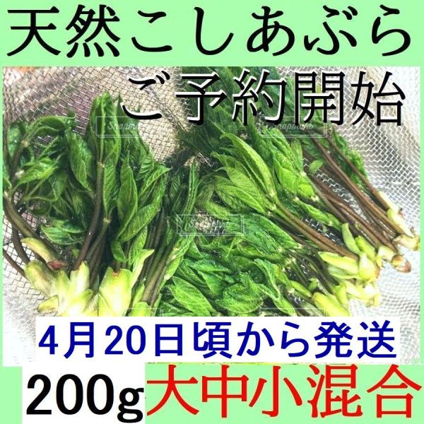 【発売日：2026年01月11日】D【ご予約開始】立山水系・黒部産：こしあぶら・コシアブラ【大中小混合】【4月20日頃〜予約順に発送】200ｇ【クール便発送】【産地】富山立山連峰山麓（朝日町,入善町,魚津市,黒部市)【重量】 １セット200...