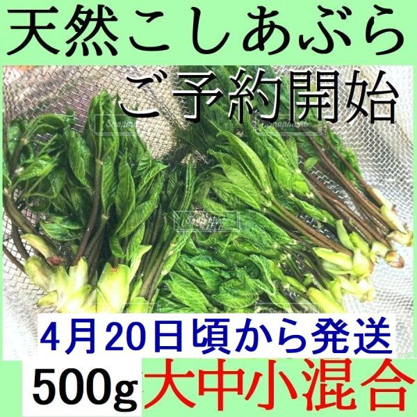 【発売日：2026年01月11日】