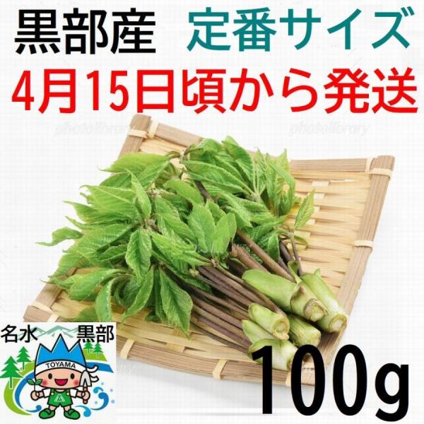【発売日：2025年03月01日】【ご予約開始】立山水系・黒部産：天然こしあぶら・コシアブラ【定番サイズ】 【4月15日頃から予約順に発送】100ｇ【クール便送】【産地】富山立山連峰山麓（朝日町,入善町,魚津市,黒部市)【重量】 １セット1...