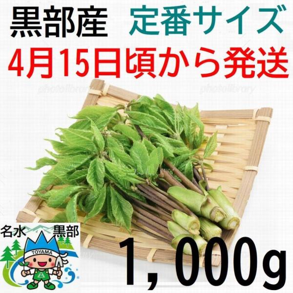 【発売日：2026年01月11日】2【ご予約開始】立山水系・黒部産：天然こしあぶら・コシアブラ【定番サイズ】 【4月15日頃から予約順に発送】 1,000ｇ【クール便発送】【産地】富山立山連峰山麓（朝日町,入善町,魚津市,黒部市)【重量】 ...