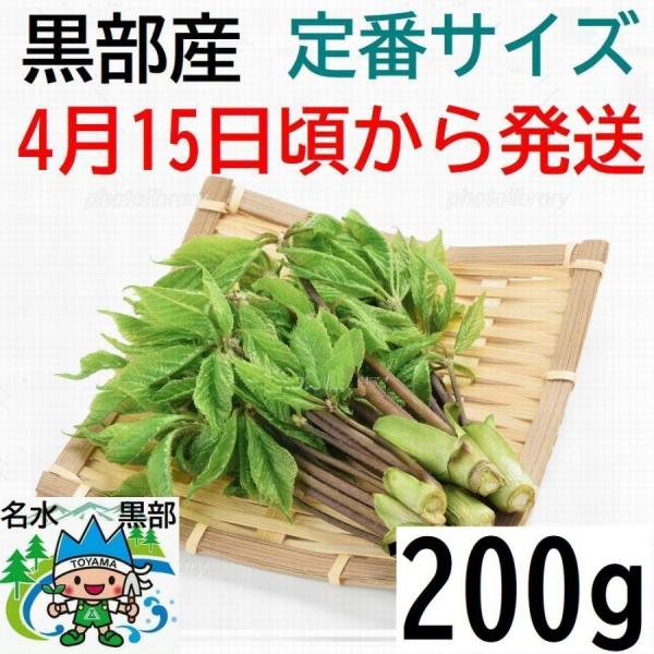 【発売日：2026年01月11日】1【ご予約開始】立山水系・黒部産：天然こしあぶら・コシアブラ【定番サイズ】 【4月15日頃から予約順に発送】200ｇ【クール便発送】【産地】富山立山連峰山麓（朝日町,入善町,魚津市,黒部市)【重量】 １セッ...