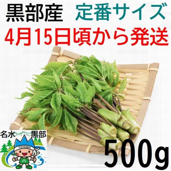 【発売日：2026年01月11日】2【ご予約開始】立山水系・黒部産：天然こしあぶら・コシアブラ【定番サイズ】 【4月15日頃から予約順に発送】500ｇ【クール便発送】【産地】富山立山連峰山麓（朝日町,入善町,魚津市,黒部市)【重量】 １セッ...
