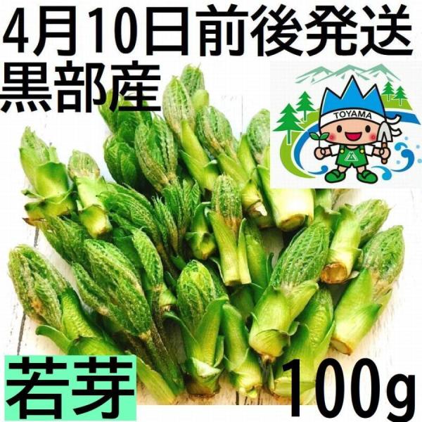 【発売日：2026年01月10日】2【ご予約開始】立山水系・黒部産：天然こしあぶら・コシアブラ【若芽】 【4月10日頃から予約順に発送】100ｇ【クール便発送】 【産地】富山立山連峰山麓（朝日町,入善町,魚津市,黒部市)【重量】     １...