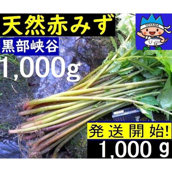 60サイズの箱に収まるよう葉と根はカットしてお送りします
