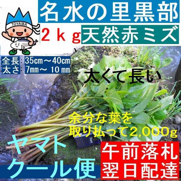 名水の里黒部・天然 赤ミズ・みず・カタハ・ウワバミ草・クール便 2,000g産地：黒部市南東部山間地ご覧いただき有難うございます。毎年沢山のご注文を頂き有難うございます。しかし、現在は蕗や赤ミズの方は、気温も安定し発送できる状態です。名水の...