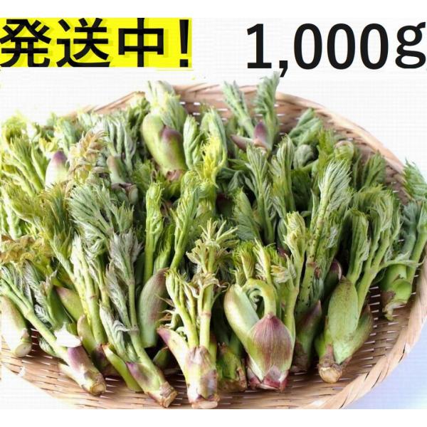 本年度のご予約はほぼ完了しましたのですぐにお送りできます♪　