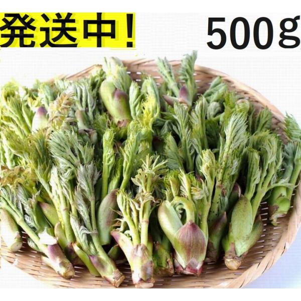 本年度の予約分はほぼ終了しましたのですぐにお送りできます♪　