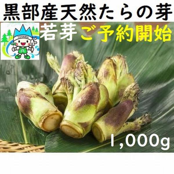 【発売日：2026年01月04日】【ご予約開始】立山水系・黒部産：天然たらの芽・タラの芽【若芽】【3月30日頃から予約順に発送】1,000ｇ【保冷発送】限定5セット4【産地】富山立山連峰山麓（朝日町,入善町,魚津市,黒部市)【重量】    ...
