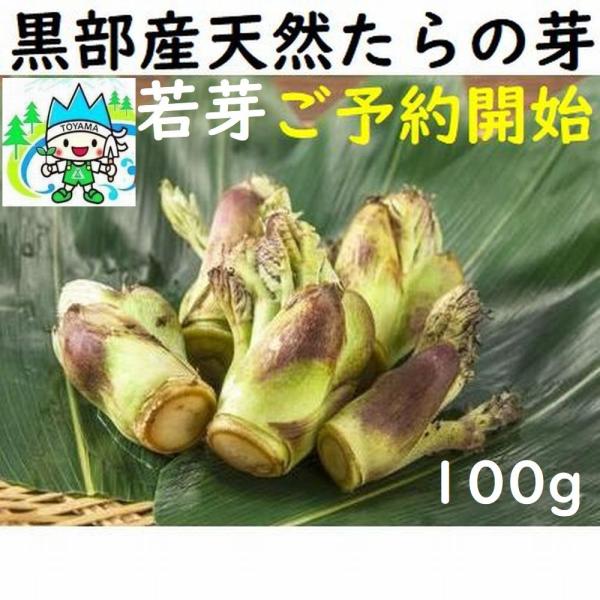 【発売日：2026年01月04日】【ご予約開始】立山水系・黒部産：天然たらの芽・タラの芽【若芽】【3月30日頃から予約順に発送】100ｇ【保冷発送】3【産地】富山立山連峰山麓（朝日町,入善町,魚津市,黒部市)【重量】     １セット100...