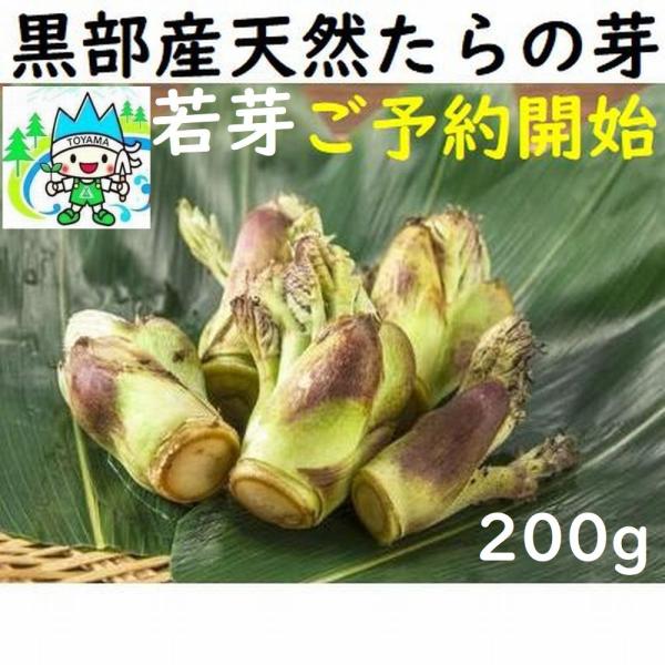 【発売日：2026年01月04日】【ご予約開始】立山水系・黒部産：天然たらの芽・タラの芽【若芽】【3月30日頃から予約順に発送】200ｇ【保冷発送】4【産地】富山立山連峰山麓（朝日町,入善町,魚津市,黒部市)【重量】     １セット200...