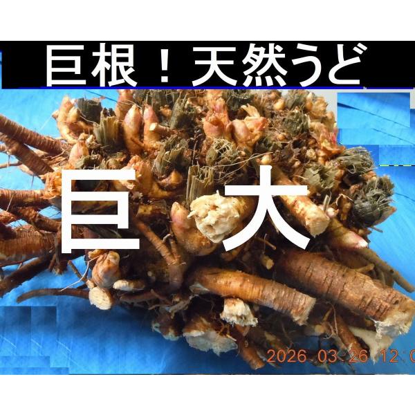 【発売日：2026年03月29日】