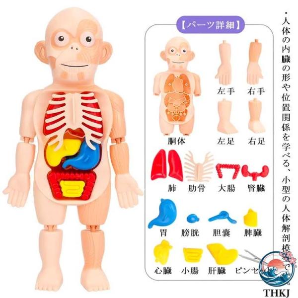 ・人体の内臓の形や位置関係を学べる、小型の人体解剖模型です。 ・パズルになっており、心臓、胃、小腸、大腸、肺、肋骨などのパーツを組立てながら楽しく学習することができます。       サイズ  幅11×高23.5cm    サイズについての...