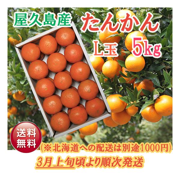 【発売日：2026年03月02日】屋久島の清廉な水で栽培された高品質なたんかん(Ｌ玉)を屋久島より産地直送でお届け！ジューシーで濃厚な味わいのたんかんをぜひご賞味ください。贈答におすすめのＬ玉です。 ＜ご注意＞※3月上旬頃より収穫次第順次の...