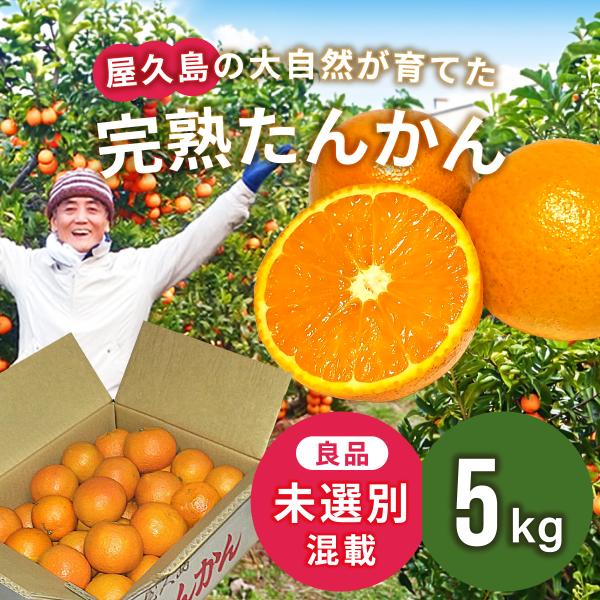 【発売日：2026年02月10日】2月中旬頃の発送予定です村中の方が、うまさ日本一と豪語!! 「屋久島タンカン」は屋久島最南端集落、中間の村が日本に誇る逸品です。東シナ海のミネラルをたっぷりと浴び、島内一番の日照時間、気温、そして土壌にも恵...