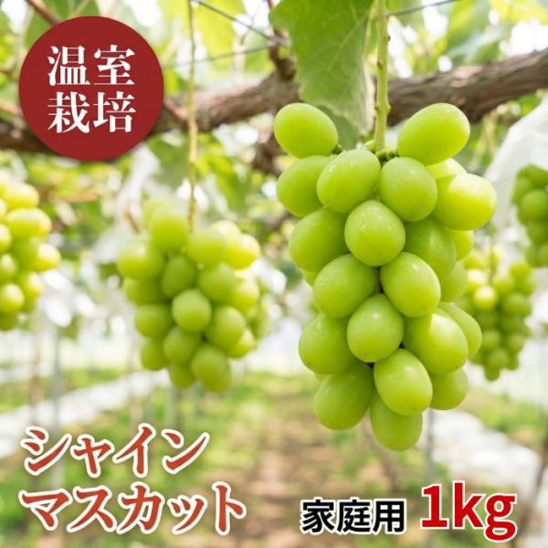 【発売日：2026年07月25日】【温室栽培】【ご家庭用】シャインマスカット２〜３房入り １ｋｇ 　信州長野県産　７月下旬から順次発送◆◆◆当園では、朝涼しい内に収穫してその日の内に発送いたしますので、新鮮なままお召し上がりいただけます。◆...