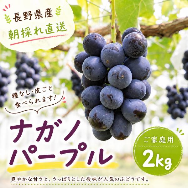 【発売日：2026年09月05日】当園の畑で収穫でき次第の発送です。長野県・小布施町の自家農園から、収穫当日にクール便で出荷。雨よけ栽培で育てた、種なし・皮ごと食べられるご家庭用のナガノパープルです。【ご家庭用について】贈答用としての規格（...