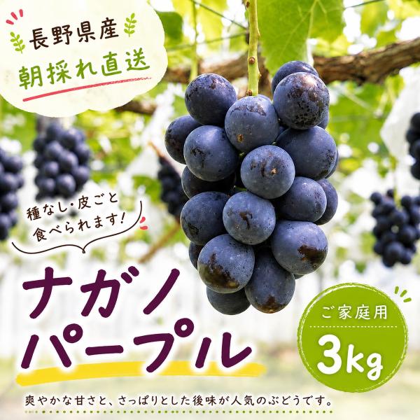 【発売日：2026年09月05日】当園の畑で収穫でき次第の発送です。長野県・小布施町の自家農園から、収穫当日にクール便で出荷。雨よけ栽培で育てた、種なし・皮ごと食べられるご家庭用のナガノパープルです。【ご家庭用について】贈答用としての規格（...