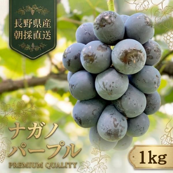 【発売日：2026年09月05日】当園の畑で収穫でき次第の発送です。長野県・小布施町の自家農園から、収穫当日にクール便で出荷。雨よけ栽培で育てた、種なし・皮ごと食べられるナガノパープルです。【選果について】房形が整い、粒の大きさが揃ったナガ...
