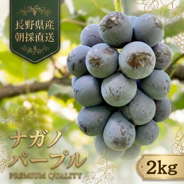【発売日：2026年09月05日】当園の畑で収穫でき次第の発送です。長野県・小布施町の自家農園から、収穫当日にクール便で出荷。雨よけ栽培で育てた、種なし・皮ごと食べられるナガノパープルです。【選果について】房形が整い、粒の大きさが揃ったナガ...