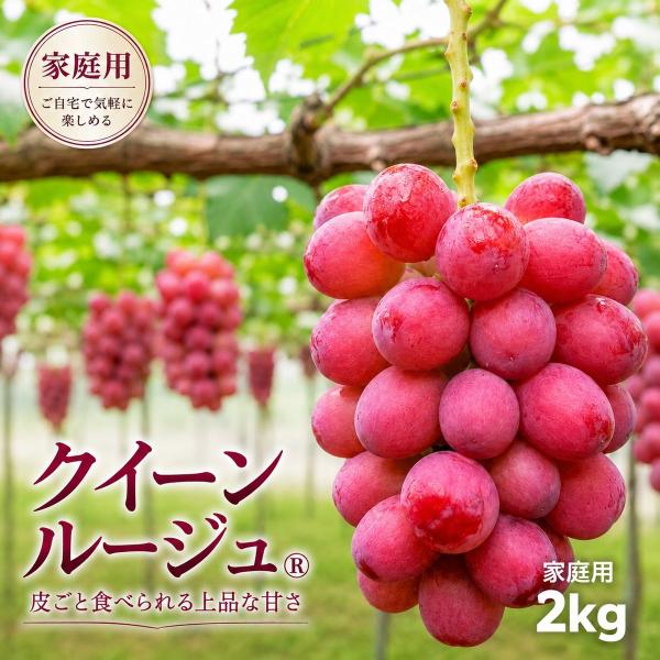 【発売日：2026年10月05日】当園の畑で収穫でき次第の発送です。長野県・小布施町の自家農園から、収穫当日に常温便で出荷。露地栽培で育てた、種なし・皮ごと食べられるご家庭用のクイーンルージュ（R）です。【クイーンルージュ（R）について】シ...
