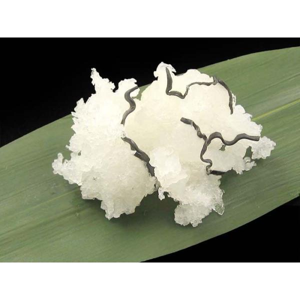 鯨/クジラ/サラシ/ミンククジラ/ナガスクジラ/おばけ