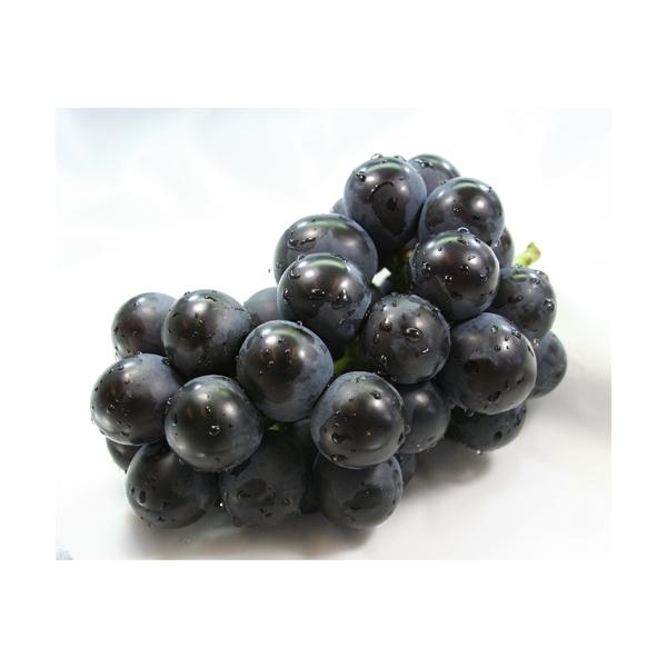 ■ぶどうの王様と称される巨峰。独特の濃厚な風味が人気です。食べやすい種なしタイプ。２ｋｇ箱（４房前後/種なし）■お盆用：8/10-15頃、通常便：８月下旬ごろ発送　日にち指定不可。ぶどうの一番美味しい時期を見極めて発送致します。ヤマト運輸常...