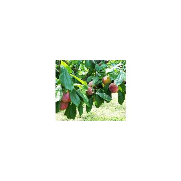 【生産元直送品】すももで有名な山梨県南アルプス市産。名称：すもも（プラム）品種：サマーエンジェル 2kg箱（実質1.6kg）個数の目安：約7-12個　山梨県オリジナル品種で大玉の新品種。ソルダムとケルシーの交配種で、酸味が少なく糖度の高い品...