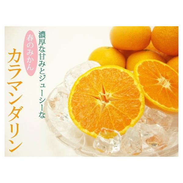 カラーマンダリンは、「温州みかん」と「キングマンダリン」の交配によって生まれました。剥きやすく食べやすい人気の柑橘です。甘く濃厚でジューシーな味わいをお楽しみいただけます。その栽培の難しさから国内ではあまり普及されていませんが、良質のカラー...