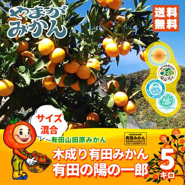 一級のミカン産地有田地区の中でも山田原は南向きの急傾斜の段々畑が多く、緑泥片岩というミネラルを多量に含んだ岩が土壌に多く含まれています。この岩のおかげで余分な土壌水分が抜けて、みかんの旨味が自然と強く凝縮されていきます。有田川沿いの南向き段...