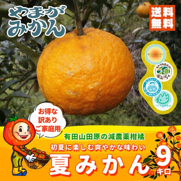 昔懐かしい酸っぱい夏みかん。すっぱいからと敬遠され、最近では栽培する農家さんが減ってきているため希少な品種になりつつあります。粒がしっかりしていて潰れにくいのでプリっとした食感が楽しめます。甘酸っぱい味わいは初夏に楽しむ爽やかな味わいです。...