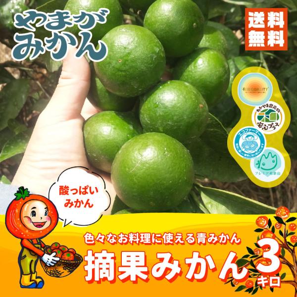 みかんがなり過ぎると木が弱ってしまったり、小さいサイズのみかんばかりになってしまいます。そうならないように小さいみかんや大きすぎるみかん、キズがあるみかん、減農薬の為に模様が付いてしまったみかんを摘み取ります。その摘み取ったみかんが摘果（て...