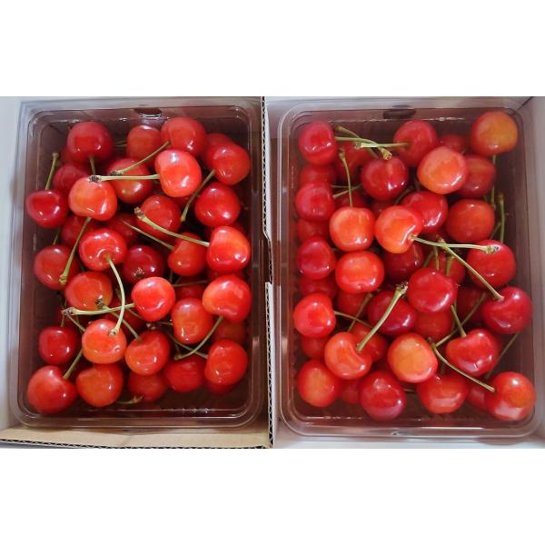 【発売日：2026年06月20日】ご贈答用に有機肥料を使用し、１粒１粒に愛情を込めた自家農園の果物。さくらんぼの中で味も人気もNo.１の佐藤錦。最高級の佐藤錦を丁寧につめました。２０２６年６月下旬に順次発送いたします。到着日のご指定はできま...