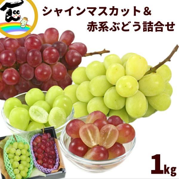 商品内容山形県産 2種2色ぶどう詰合せ赤ぶどう：秀品・500g×1房（クイニ−ナ、マイハ−ト、コトピ−他）白ぶどう：秀品・500g×1房（シャインマスカット）※品種の指定はご容赦ください。※箱、パッケージは予告なく変更される場合がございます...