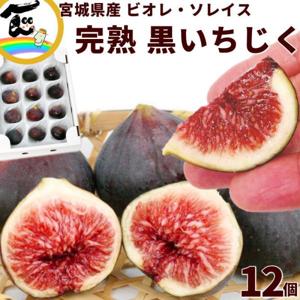 商品内容宮城県産 黒いちじく ビオレソリエス秀品、12個（700〜850g）※箱、パッケージは予告なく変更される場合がございます。あらかじめご了承ください。発送時期9月下旬〜11月上旬頃※収穫状況により発送時期が前後する場合がございます。あ...