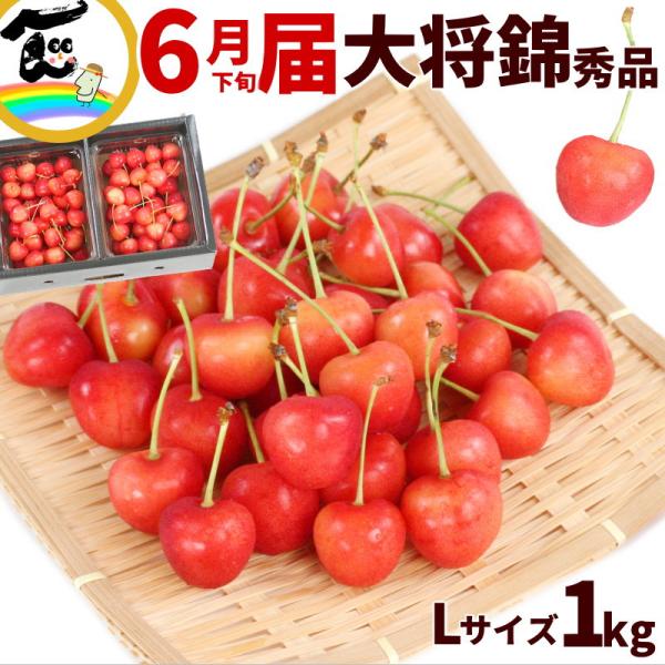 商品内容山形県産 大将錦 1kg (500g×2P) Lサイズ・秀品　バラ詰商品説明硬めの果肉で、甘さと程よい酸味が絶妙に調和した「大将錦（たいしょうにしき）」まだ知名度は高くありませんが、さくらんぼ好きの間では一番に選ばれることもある隠れ...