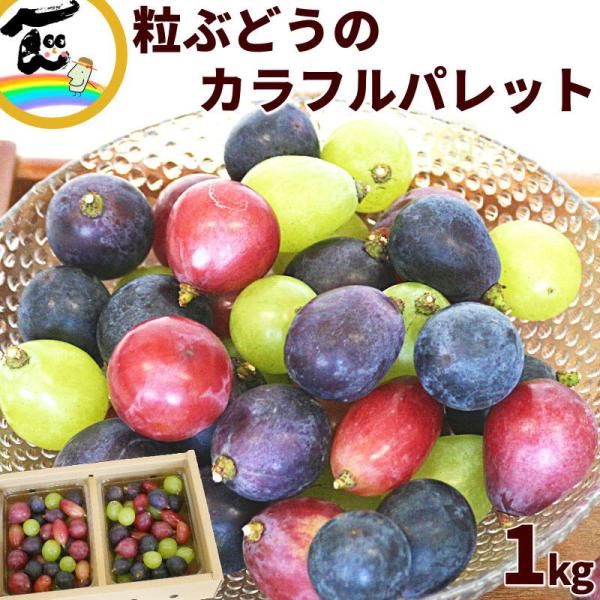 商品内容山形県産 お任せぶどう 3色詰合せ秀品、2kg　(3〜5房)※品種の指定はご容赦ください。※箱、パッケージは予告なく変更される場合がございます。あらかじめご了承ください。発送時期9月下旬〜10月中旬頃※収穫状況により発送時期が前後す...
