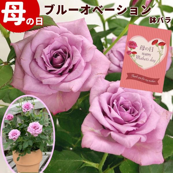 商品内容母の日ギフトミニ薔薇 ブルーオベーション 5号素焼き鉢 （高さ約30cm）※母の日メッセージカード付※箱、パッケージは予告なく変更される場合がございます。あらかじめご了承ください。発送時期お届け：5/7(木)〜5/10(日)※母の日...