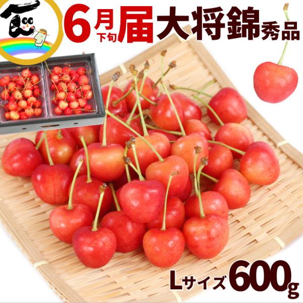 商品内容山形県産 大将錦 600g (300g×2P) Lサイズ・秀品　バラ詰商品説明硬めの果肉で、甘さと程よい酸味が絶妙に調和した「大将錦（たいしょうにしき）」まだ知名度は高くありませんが、さくらんぼ好きの間では一番に選ばれることもある隠...