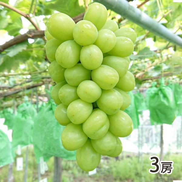 【発売日：2026年08月17日】高畠町のぶどう農家「Hinataぶどう園」が育てたシャインマスカット。種なしで皮まで食べられる人気の大粒ぶどうです。一粒頬張ると、口の中でパリッと弾けた皮の中からジューシーな果汁が溢れます。東置賜郡高畠町の...