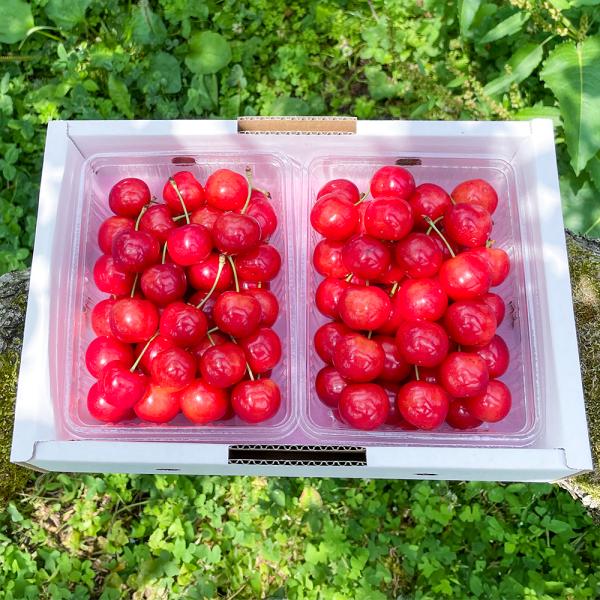 東根市のまるたか果樹園から、山形の初夏の味覚「さくらんぼ」をご紹介。一口食べると、甘酸っぱくてジューシーな果汁が広がります。佐藤錦・紅秀峰の2品種をご用意。夏のご挨拶など、贈答用にもどうぞ。まるたか果樹園は、山形県東根市でさまざまな果樹を生...