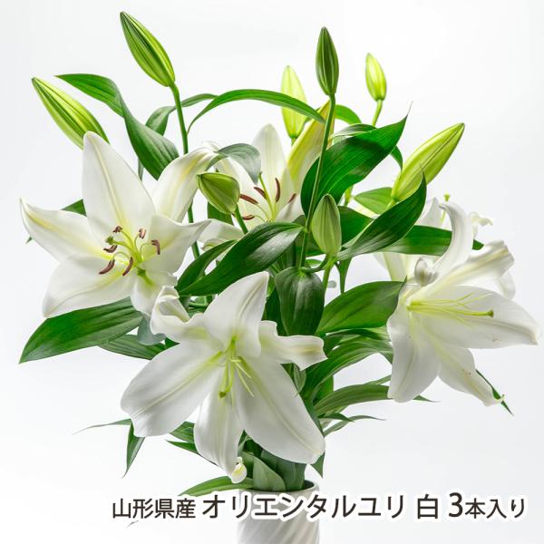 ユリ専門の生産者が自信を持ってお届けするオリエンタルユリです。誕生日・記念日・お祝いのギフトのほか、お盆・お彼岸のお供えとしても人気。美しい大輪の花がお部屋を豪華に演出します。オリエンタルユリといえば、大輪で知られる豪華な花です。花びら一枚...