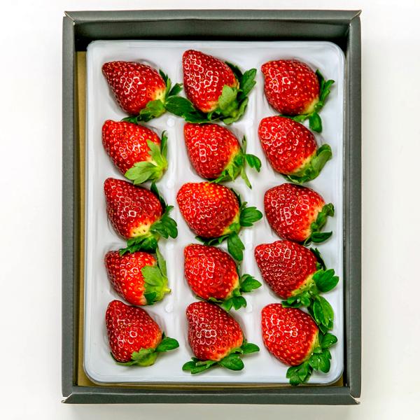 【発売日：2025年12月28日】東根市の果樹農家が育てた、甘酸っぱい味わいの「いちご」。冬の寒さが厳しい山形で、じっくりと時間をかけて甘みを蓄えました。果汁が豊富で、ジューシーな味わいの「とちおとめ」をお届けします。Farm Suzuki...