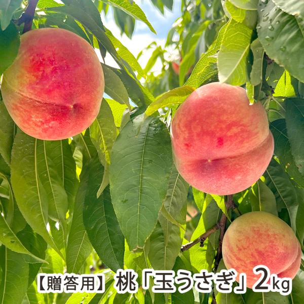 【発売日：2026年08月17日】果樹栽培が盛んな高畠町の東城農園から、夏の味覚「白桃」をお届け！芳醇な香りと甘みが自慢の桃です。「まどか」「玉うさぎ」「さくら白桃」の3品種をご用意。個性豊かな味わいをお楽しみください。山形県高畠町は、昼夜...