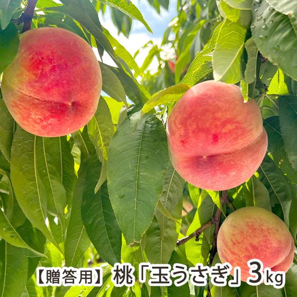 【発売日：2026年08月17日】果樹栽培が盛んな高畠町の東城農園から、夏の味覚「白桃」をお届け！芳醇な香りと甘みが自慢の桃です。「まどか」「玉うさぎ」「さくら白桃」の3品種をご用意。個性豊かな味わいをお楽しみください。山形県高畠町は、昼夜...