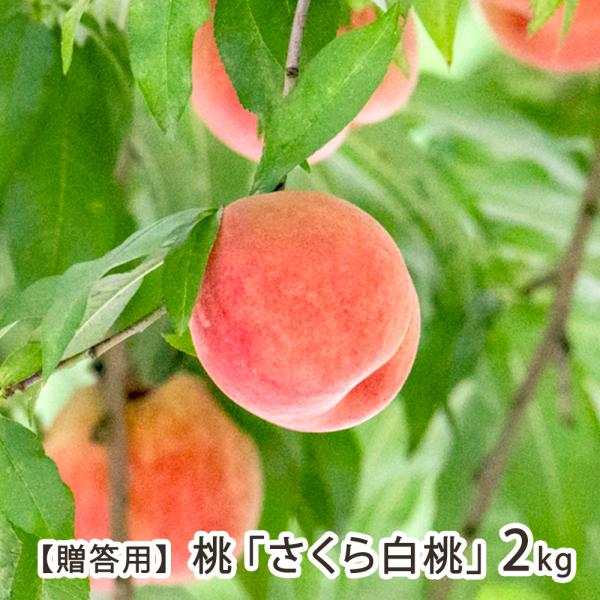 【発売日：2026年09月07日】果樹栽培が盛んな高畠町の東城農園から、夏の味覚「白桃」をお届け！芳醇な香りと甘みが自慢の桃です。「まどか」「玉うさぎ」「さくら白桃」の3品種をご用意。個性豊かな味わいをお楽しみください。山形県高畠町は、昼夜...