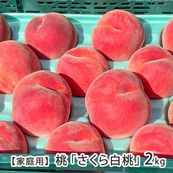 【発売日：2026年09月07日】果樹栽培が盛んな高畠町の東城農園から、夏の味覚「白桃」をお届け！芳醇な香りと甘みが自慢の桃です。「まどか」「玉うさぎ」「さくら白桃」の3品種をご用意。個性豊かな味わいをお楽しみください。山形県高畠町は、昼夜...