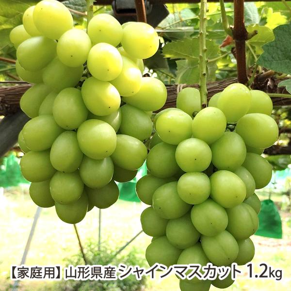 【発売日：2026年09月17日】皮ごと食べられる手軽さと、凝縮された濃厚な甘みが魅力の「シャインマスカット」。パリッと皮が弾けて、ジューシーな果汁が口いっぱいに広がります。翡翠色に輝く美しい外観は、贈り物にも喜ばれますよ。蔵王連峰の麓に位...
